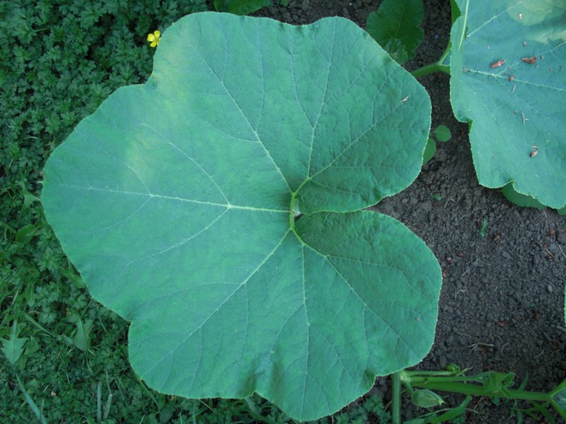 More Squash Practice – Differentiating Squash Species – Squash Practice