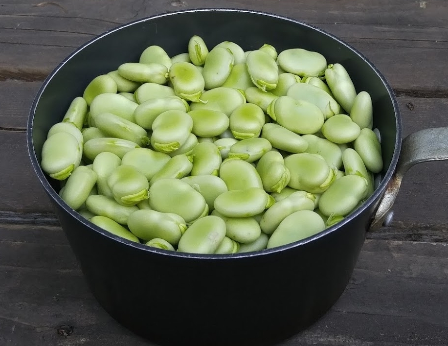 Fabulous Versatile Fava Beans – Squash Practice